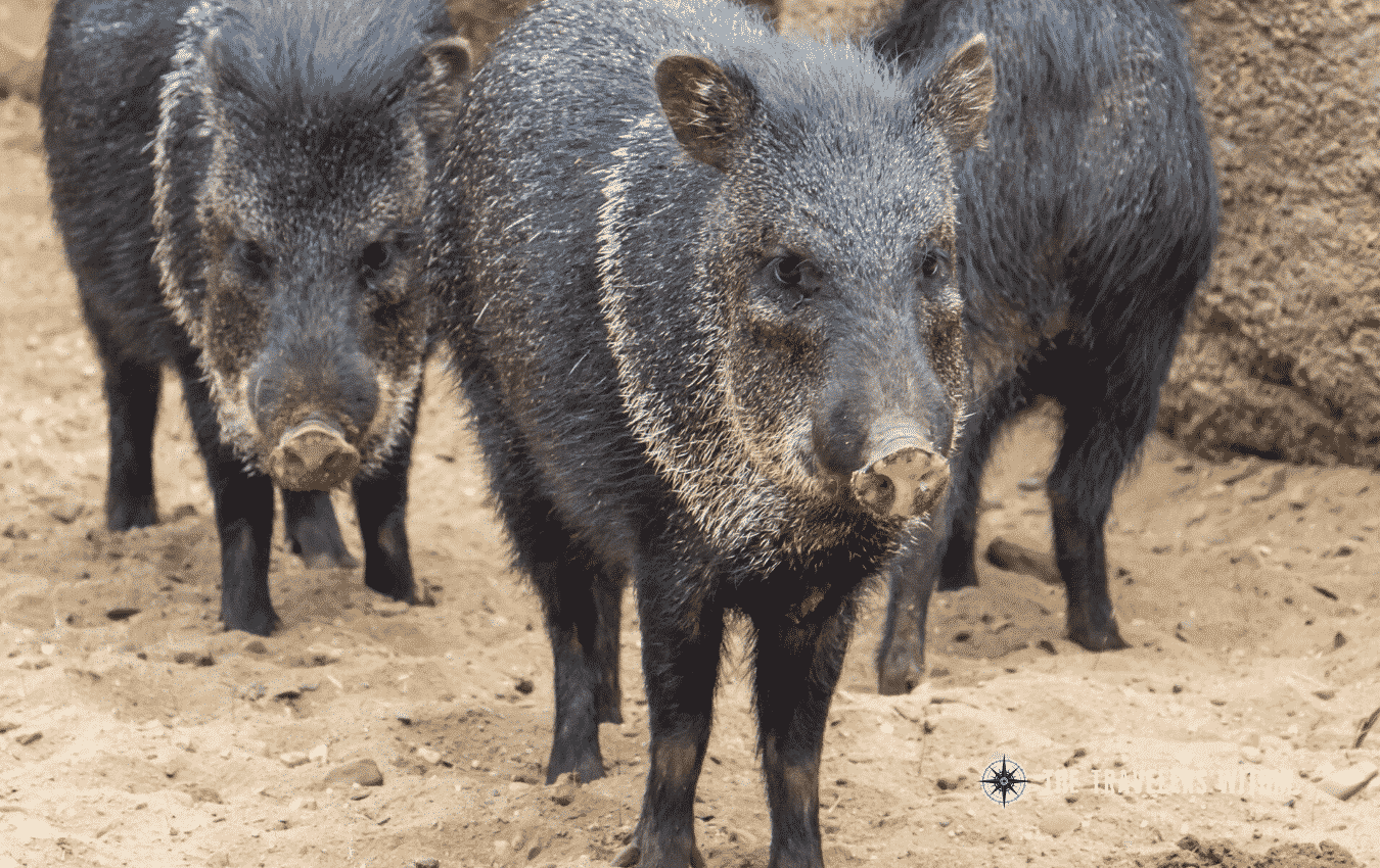 Peccaries - The Travelers Within
